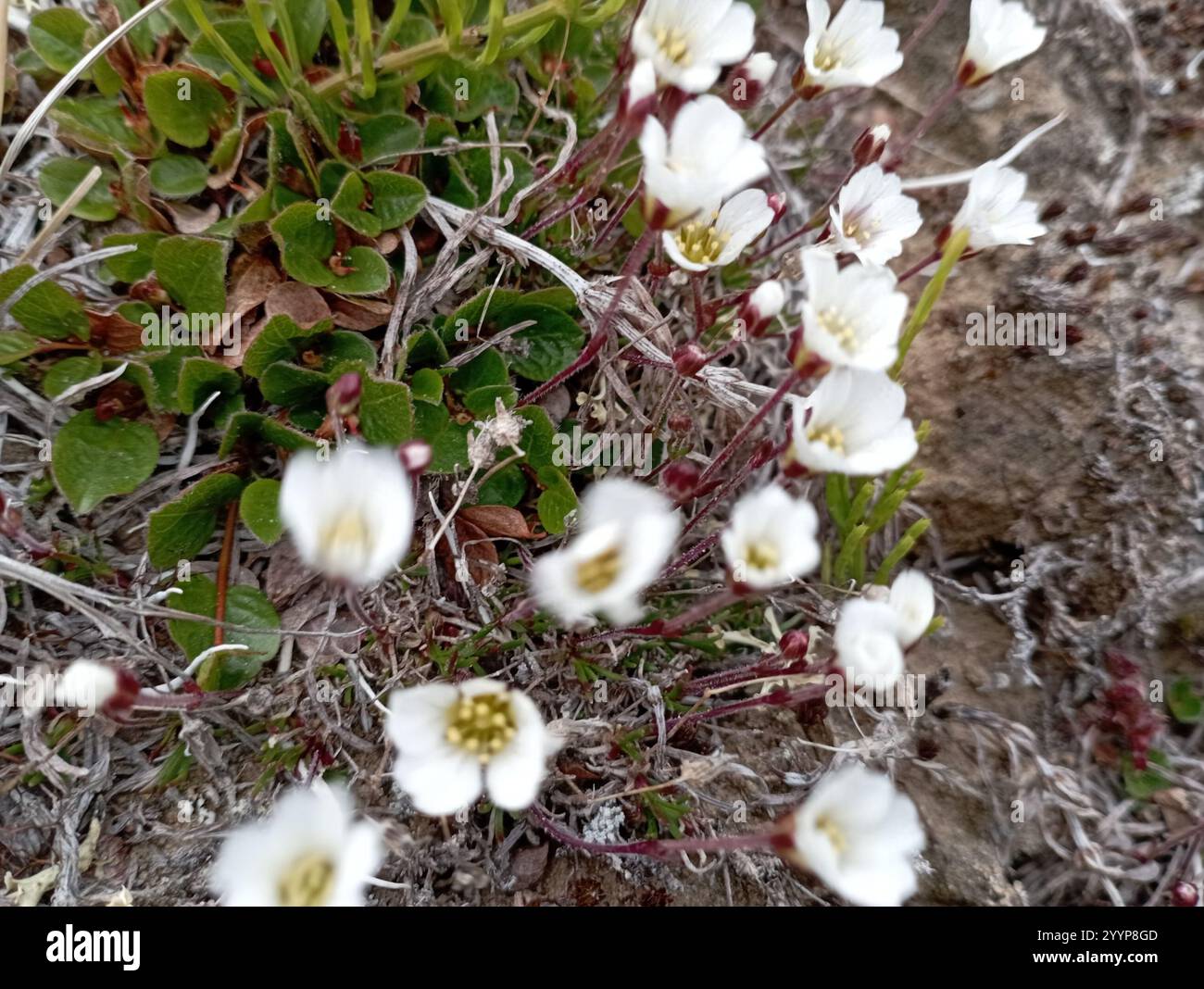 Arctic Stitchwort (Cherleria arctica Stock Photo - Alamy