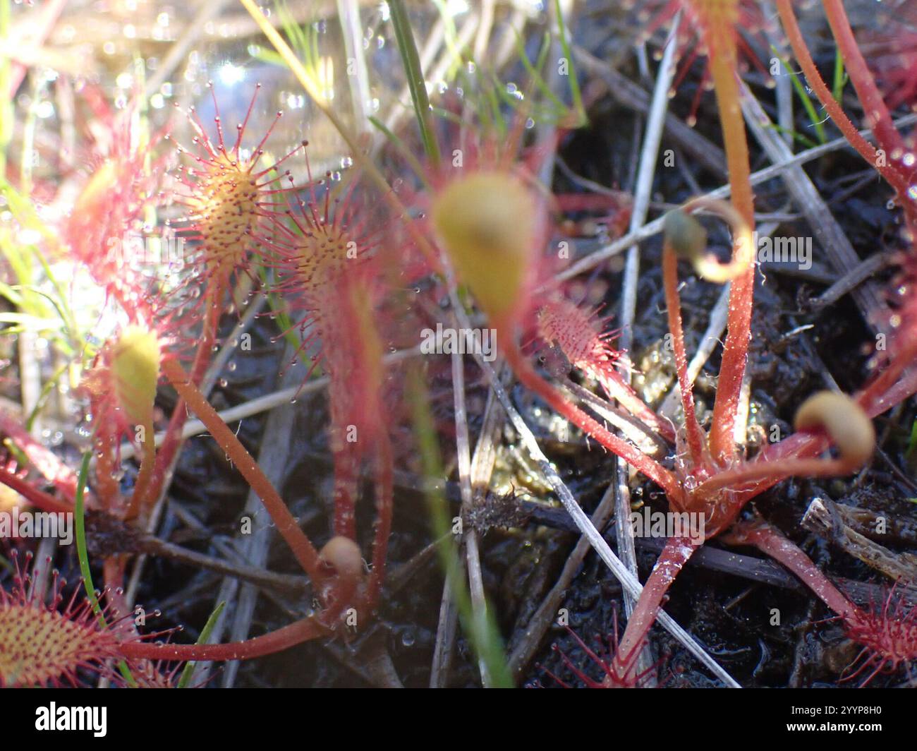 Great Sundew (Drosera anglica Stock Photo - Alamy