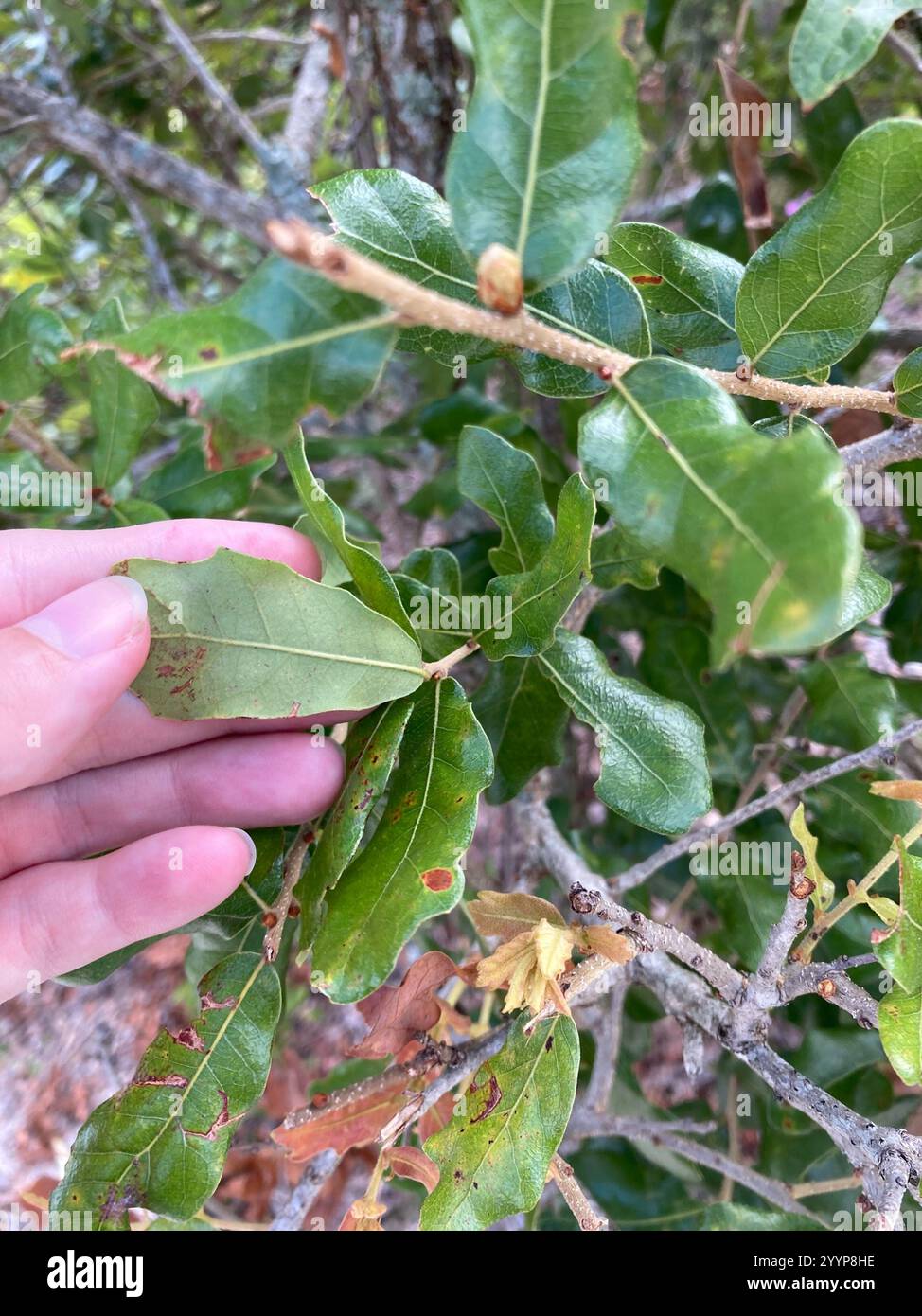 Quercus chapmanii hi-res stock photography and images - Alamy