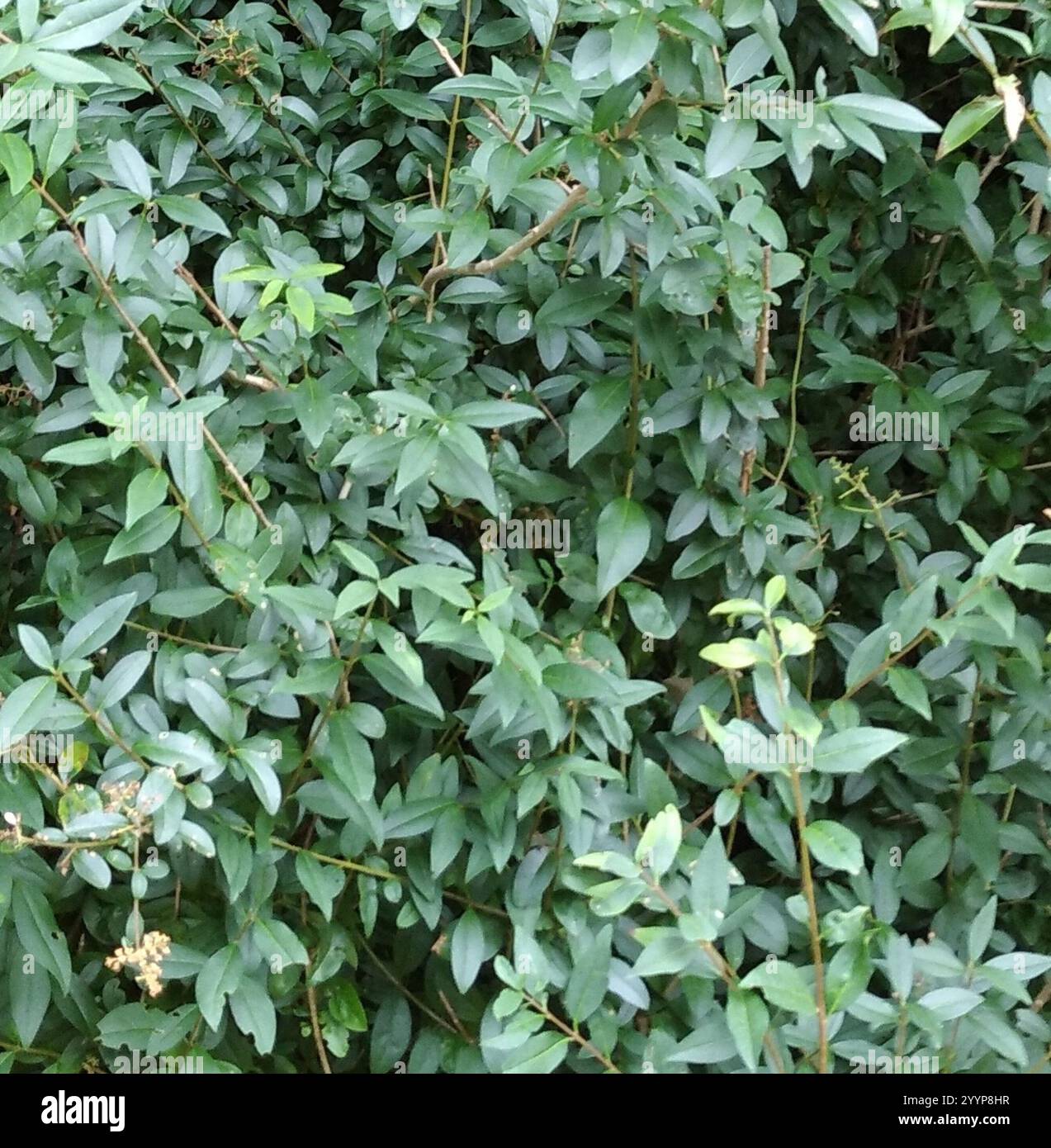 Common Privet (Ligustrum vulgare Stock Photo - Alamy
