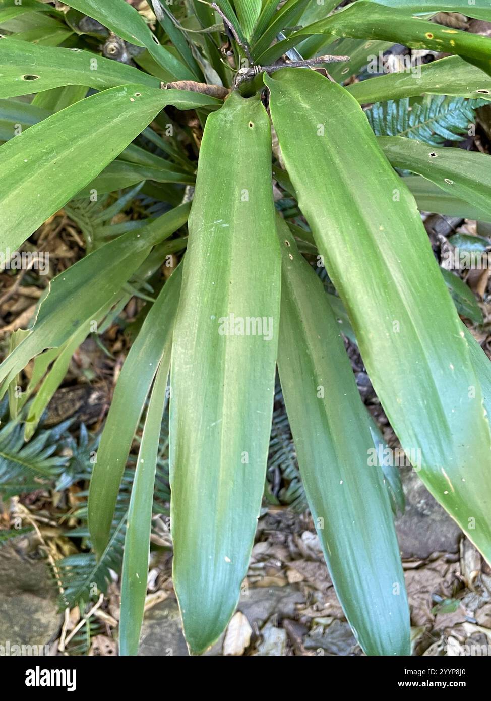 red-fruited palm lily (Cordyline rubra Stock Photo - Alamy