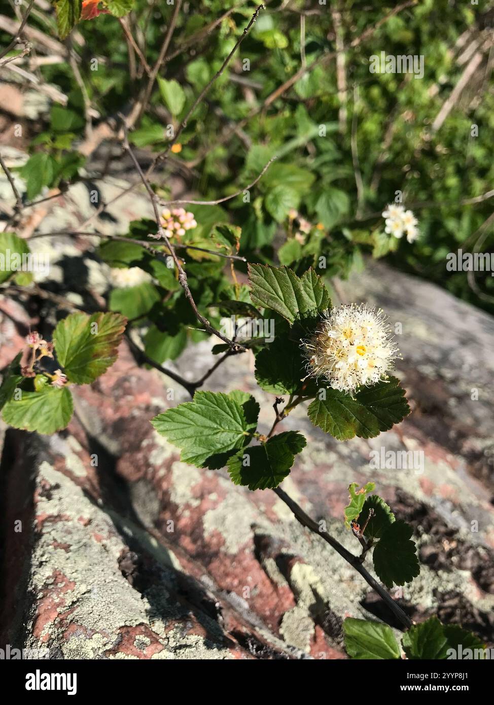 common ninebark (Physocarpus opulifolius Stock Photo - Alamy