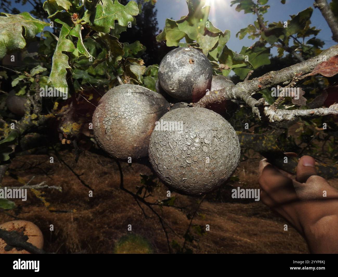 California Gall Wasp (Andricus quercuscalifornicus Stock Photo - Alamy