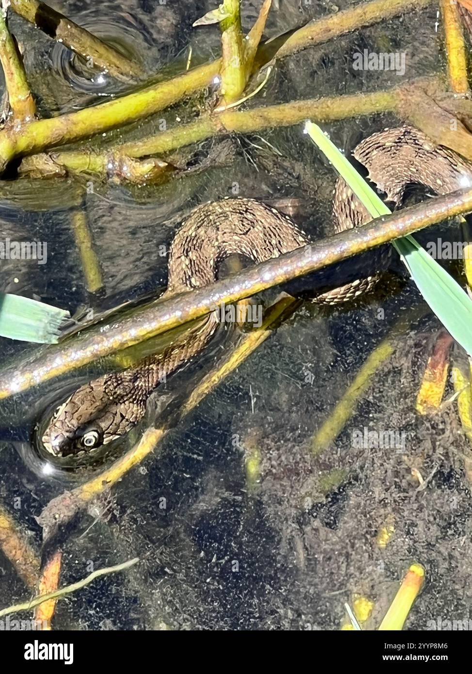 Viperine Snake (Natrix maura Stock Photo - Alamy