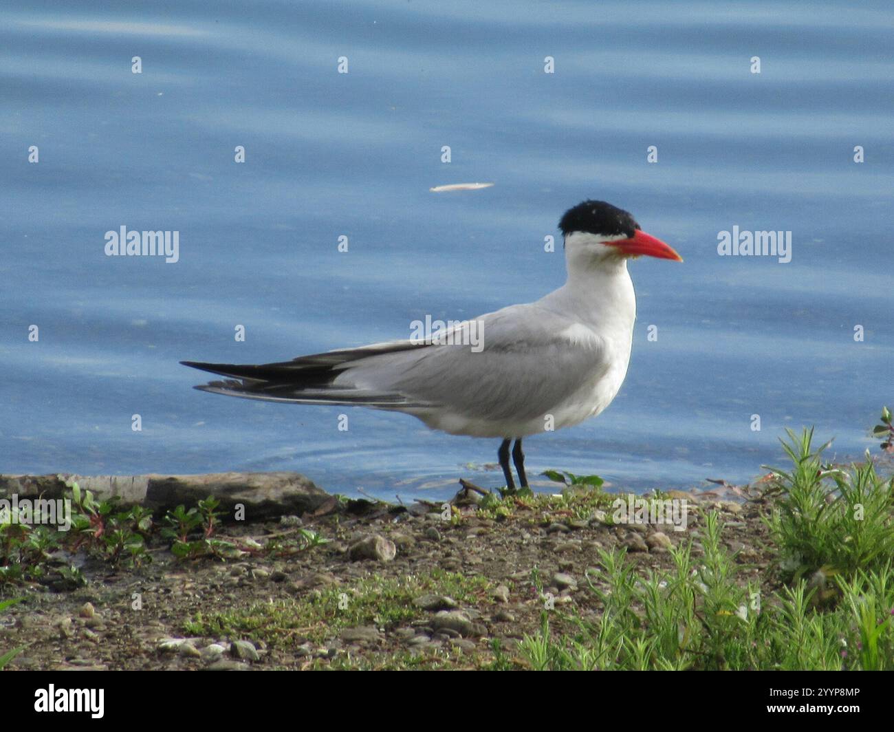 Caspian Tern Hydroprogne Caspia Stock Photo Alamy