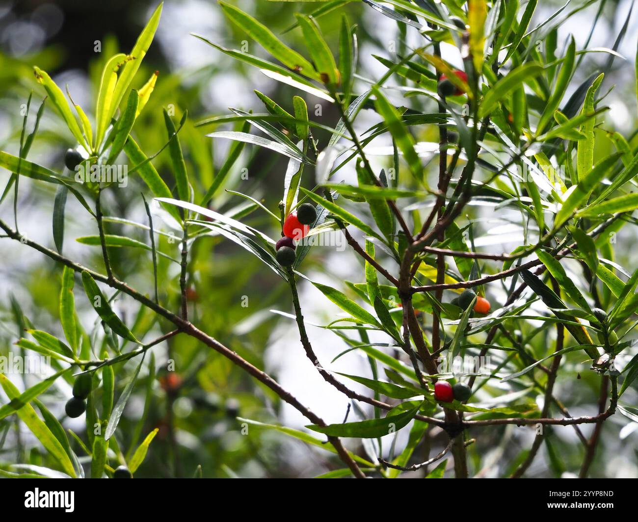 Nakai yellowwood (Podocarpus nakaii Stock Photo - Alamy