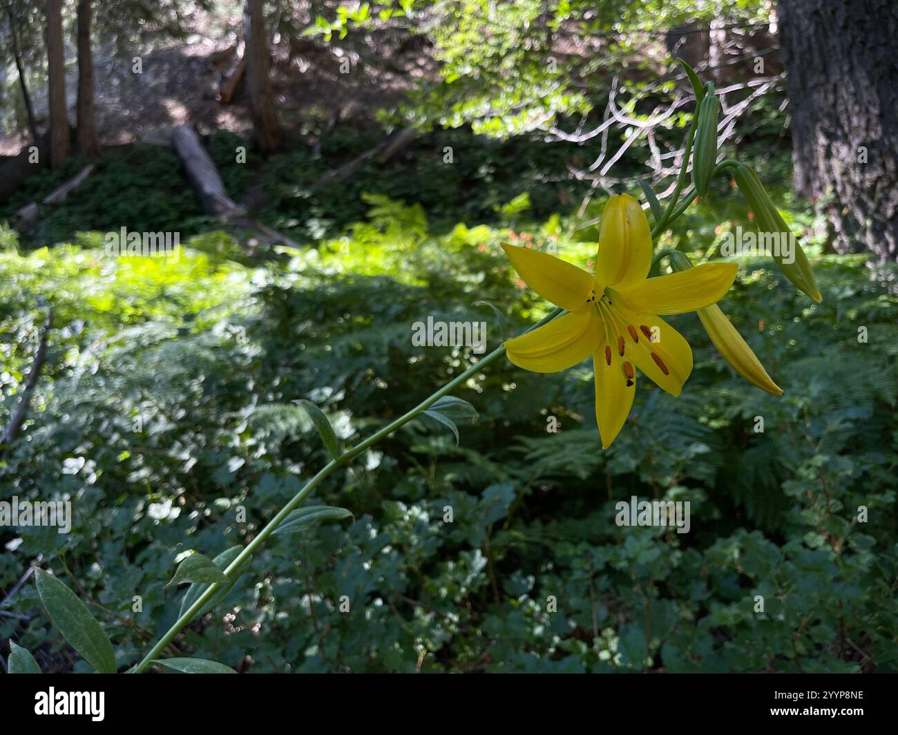 lemon lily (Lilium parryi Stock Photo - Alamy
