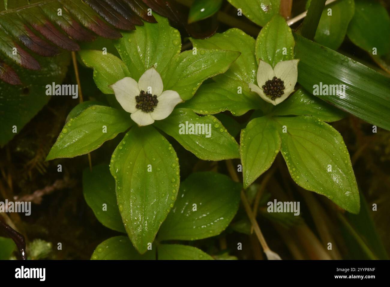 Western Bunchberry (Cornus unalaschkensis Stock Photo - Alamy