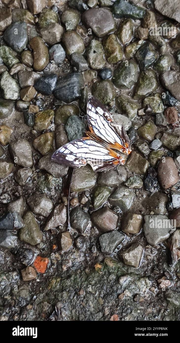 Common Mapwing (Cyrestis thyodamas Stock Photo - Alamy