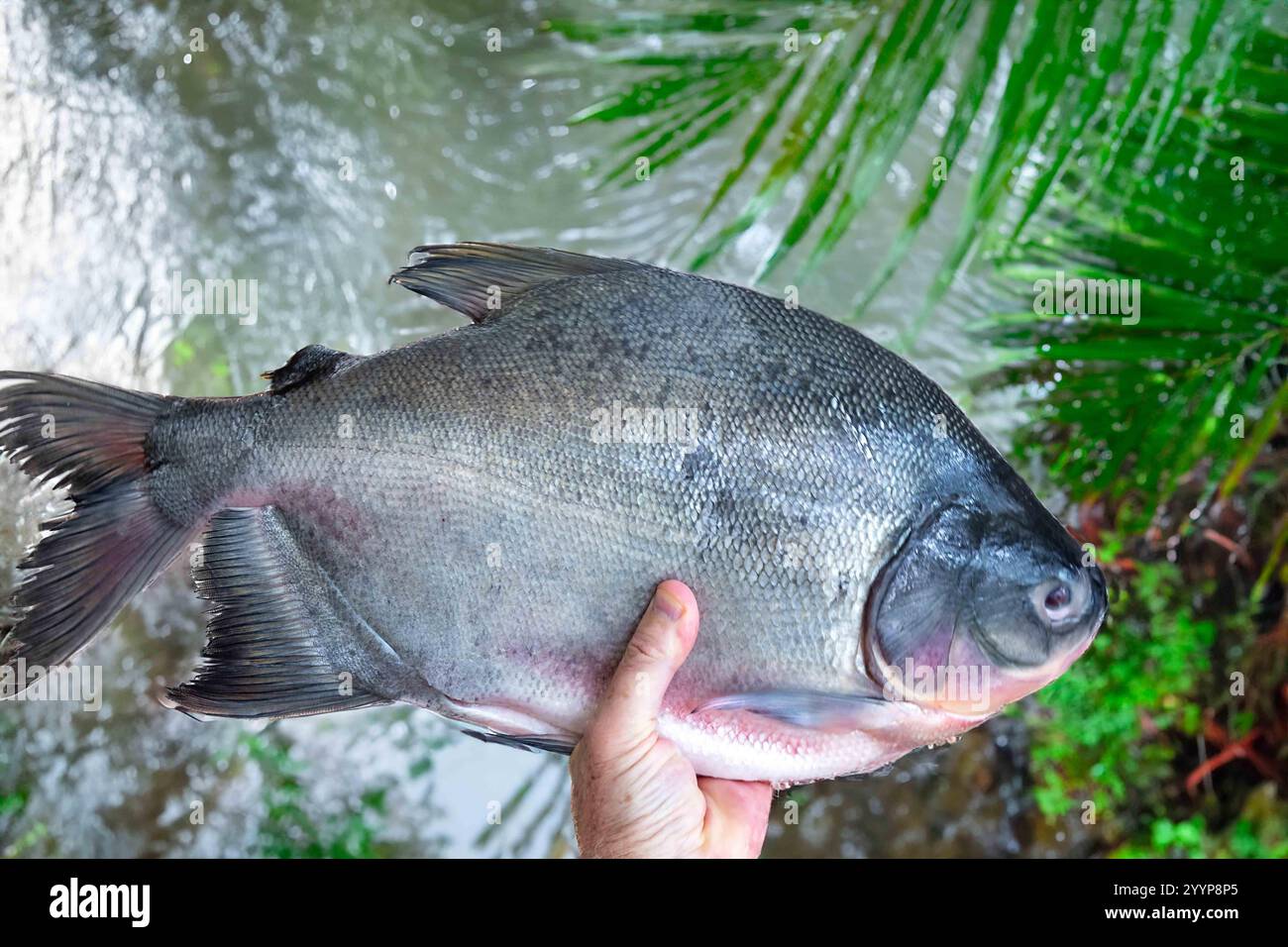 Wild Tambaqui fish Colossoma macropomum traditional Brazilian ...
