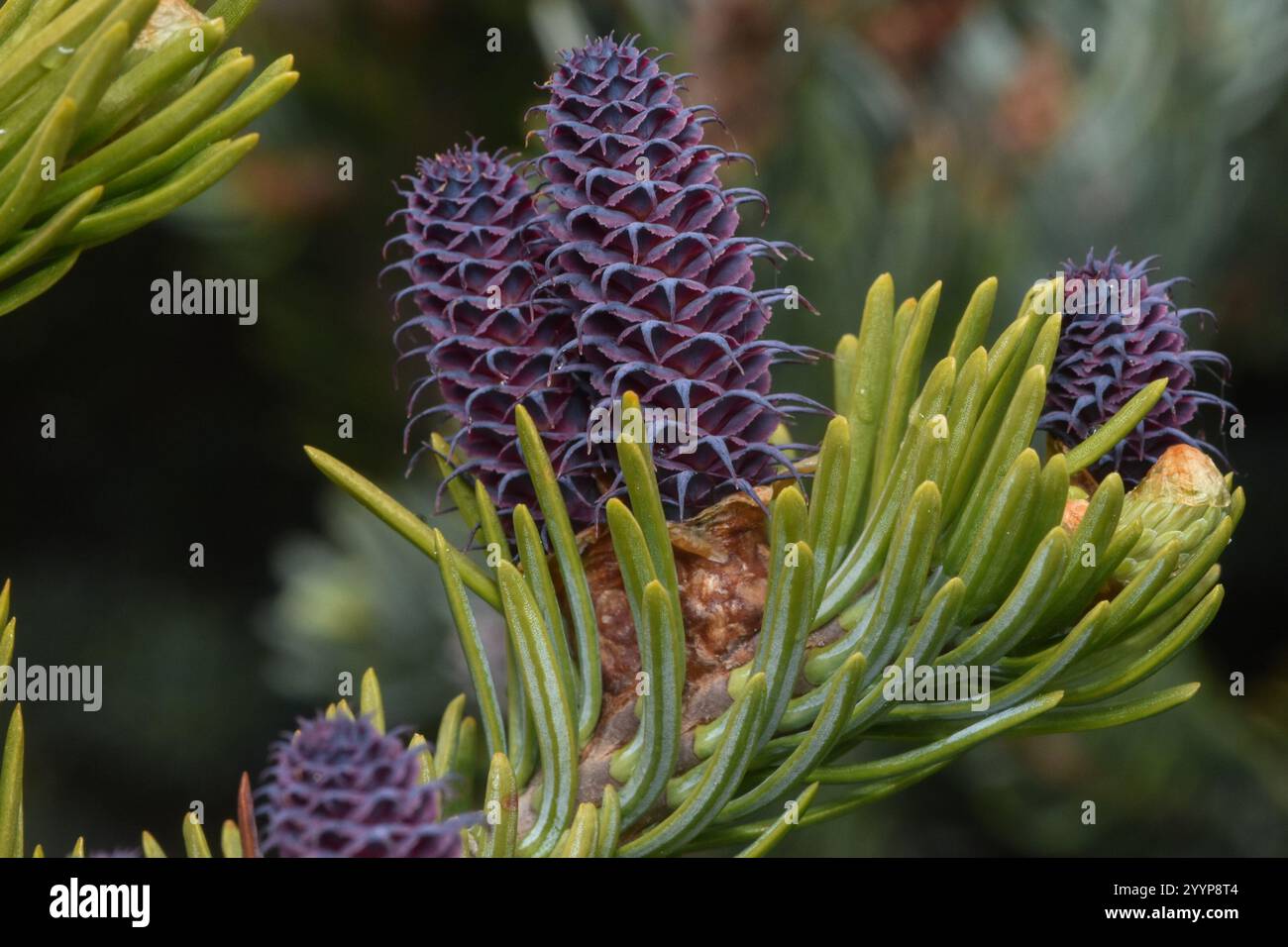 subalpine fir (Abies lasiocarpa Stock Photo - Alamy