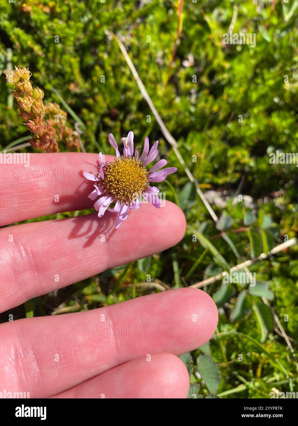 Wandering daisy (Erigeron peregrinus Stock Photo - Alamy