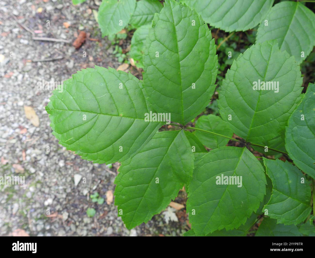 Blue ash fraxinus quadrangulata hi-res stock photography and images - Alamy