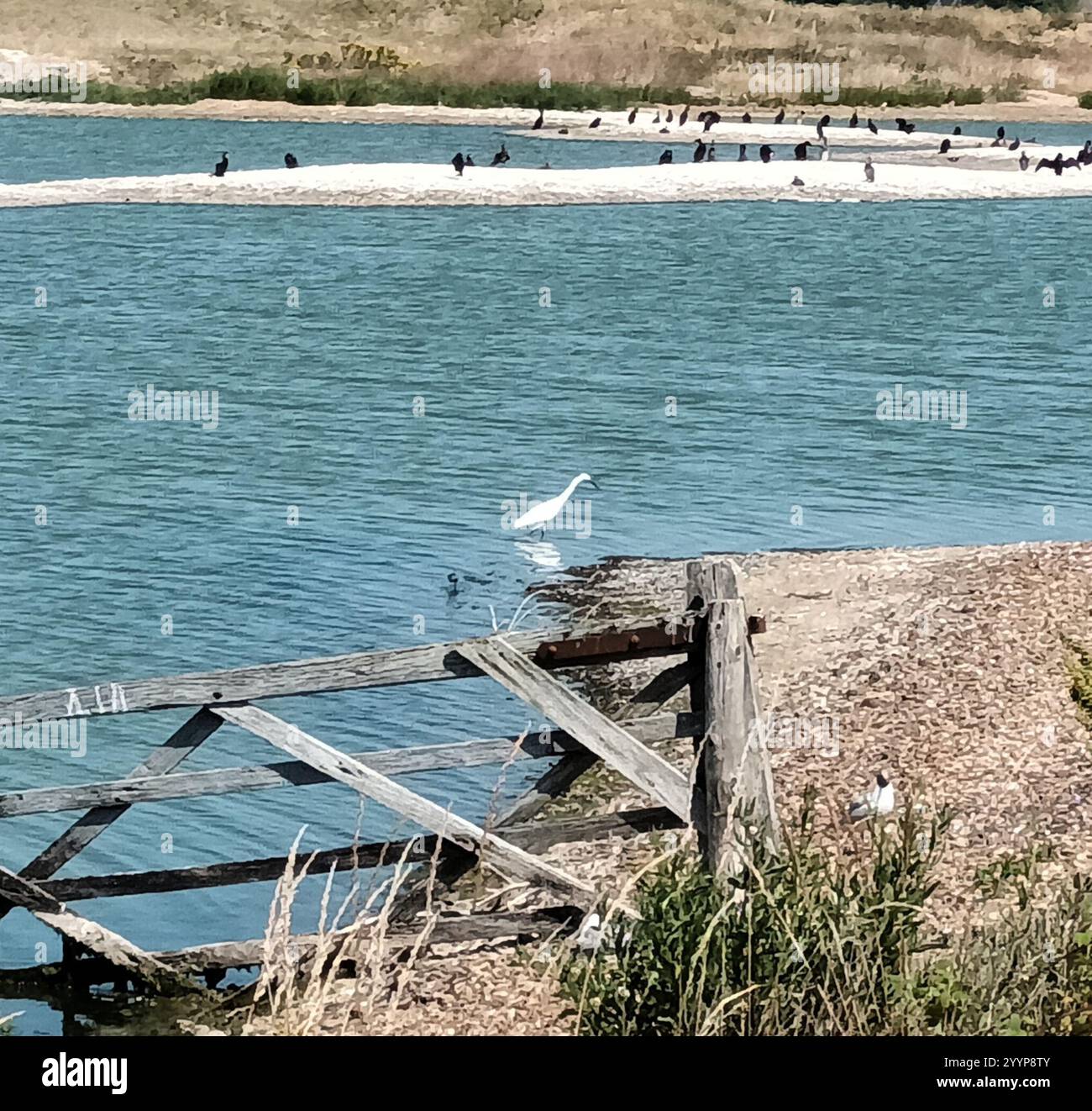 Little Egret (Egretta garzetta Stock Photo - Alamy