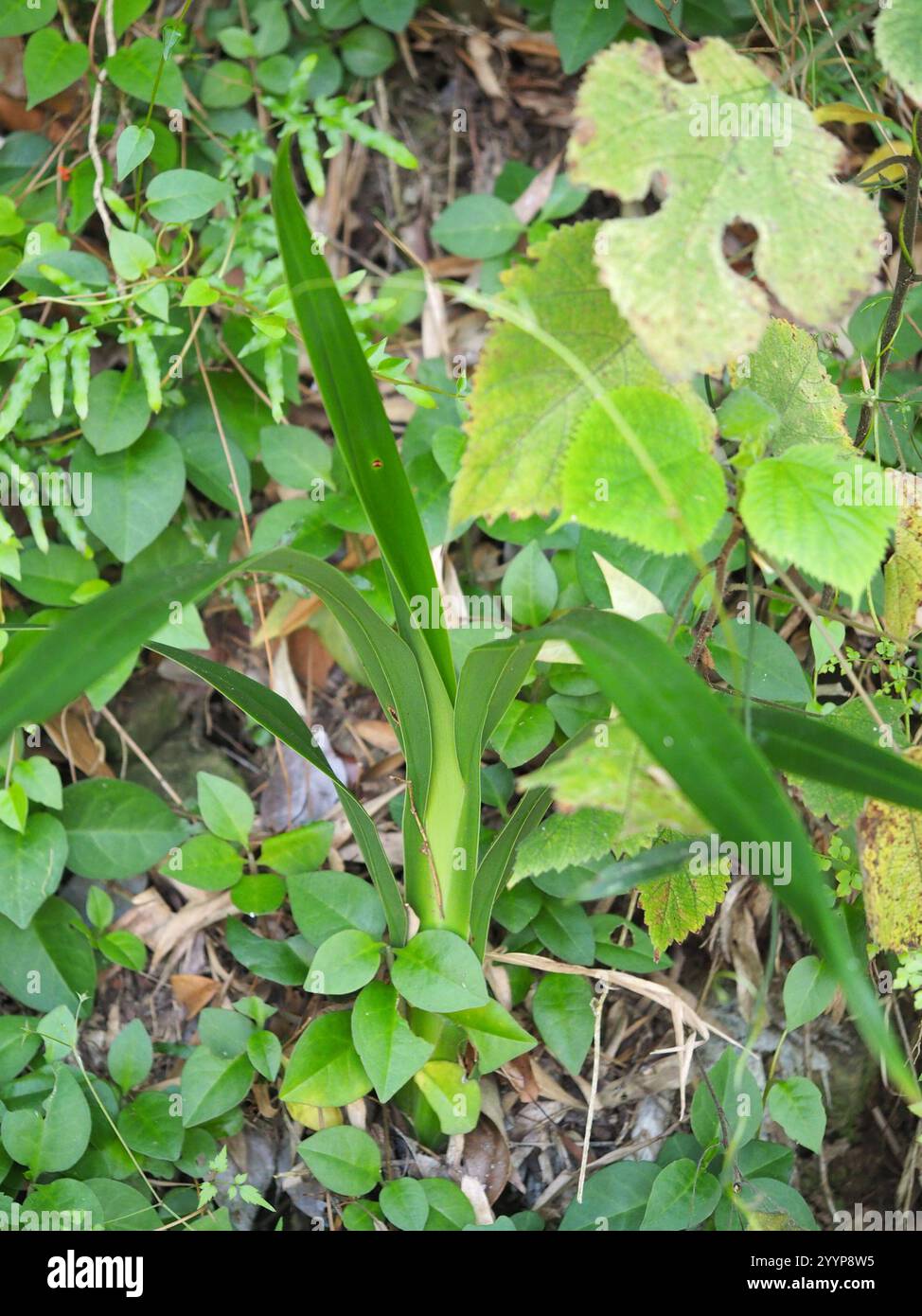 cerulean flax-lily (Dianella ensifolia Stock Photo - Alamy