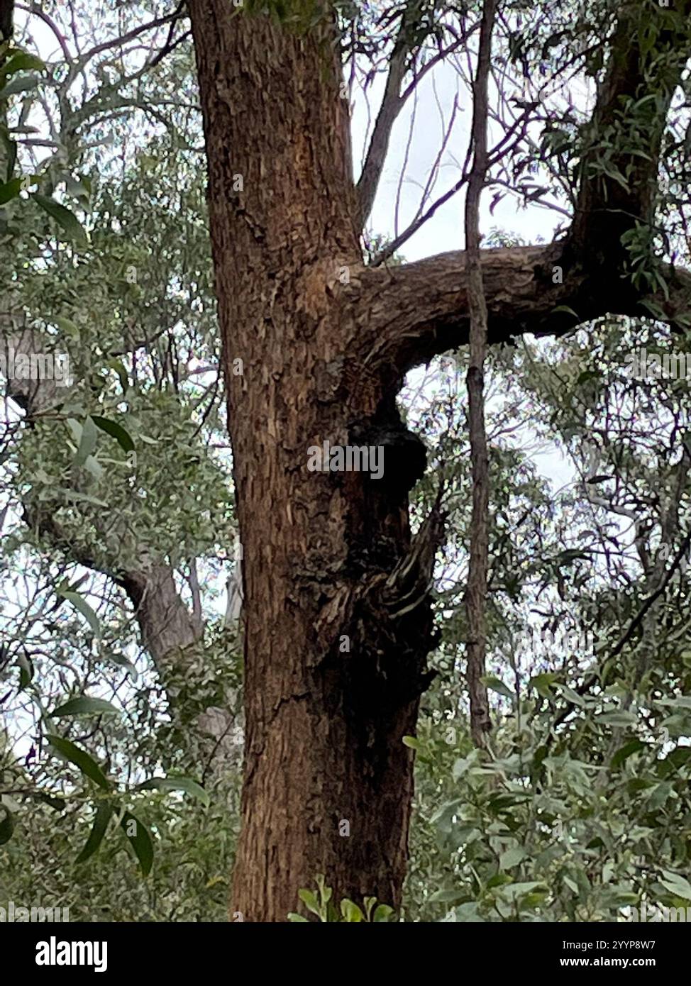 Tallowwood (Eucalyptus microcorys Stock Photo - Alamy