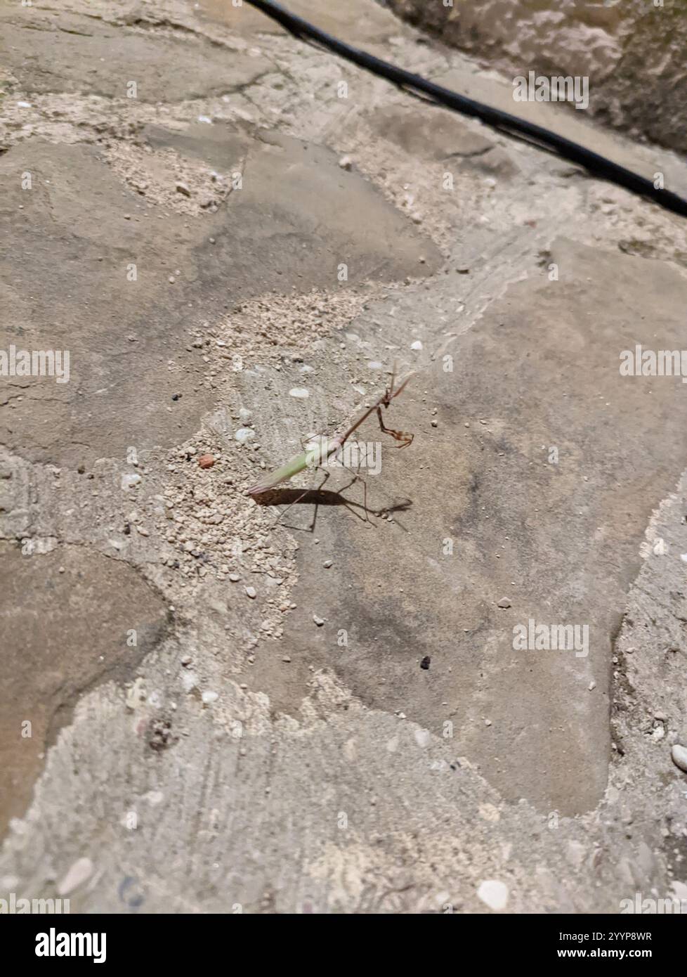 Mediterranean Conehead Mantis (Empusa pennata Stock Photo - Alamy