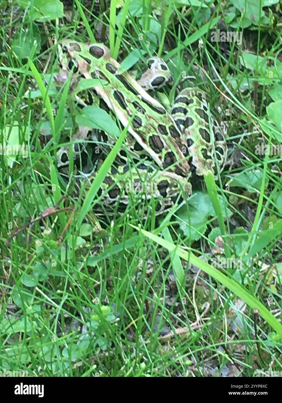 Northern Leopard Frog (Lithobates pipiens Stock Photo - Alamy