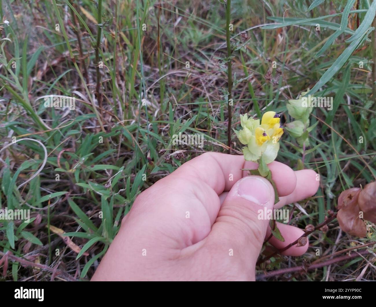 Greater Yellow-rattle (Rhinanthus serotinus Stock Photo - Alamy