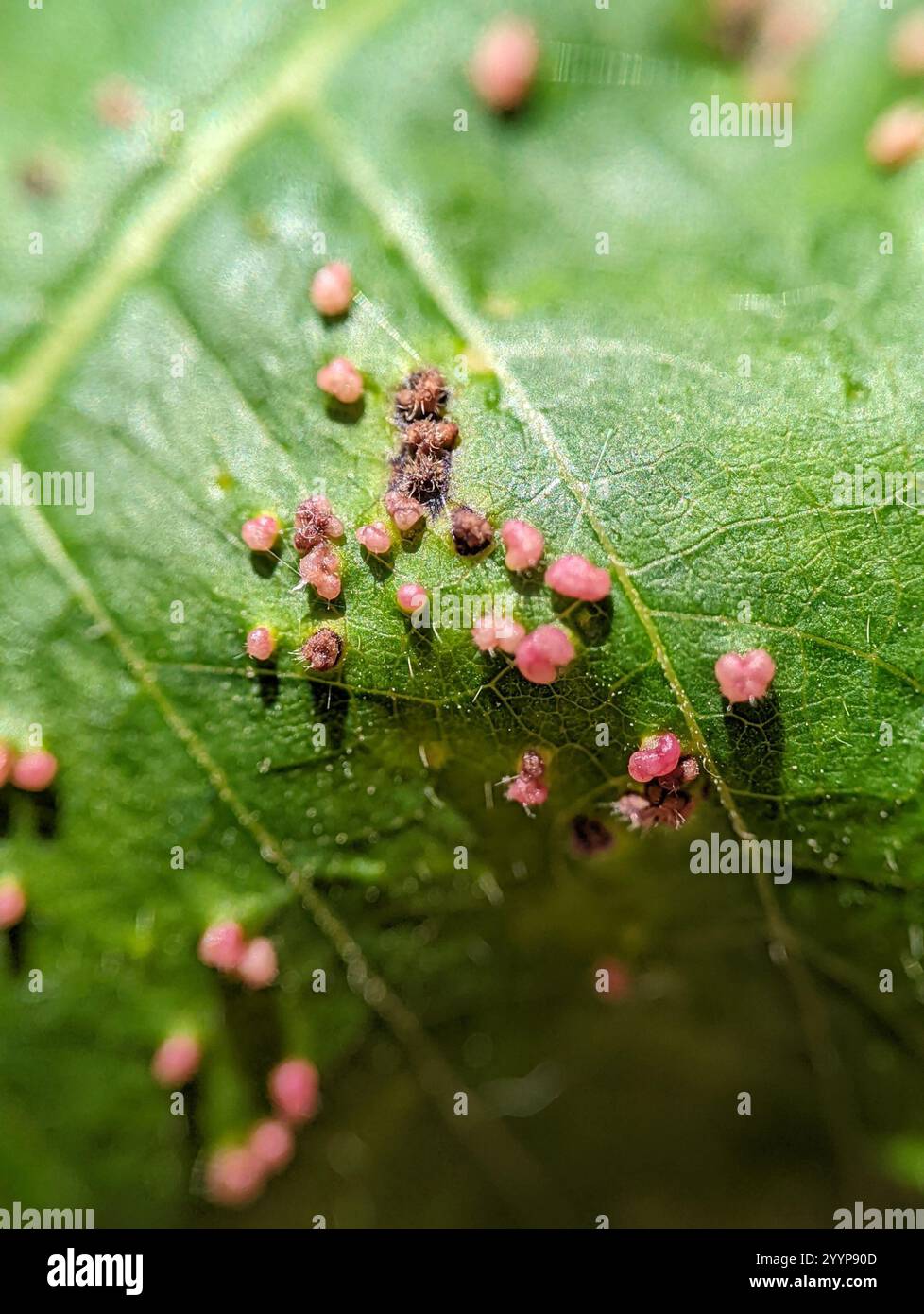 Poison Ivy Leaf Mite (Aculops rhois Stock Photo - Alamy