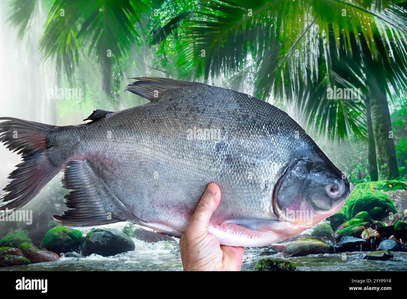 Wild Tambaqui fish Colossoma macropomum traditional Brazilian ...