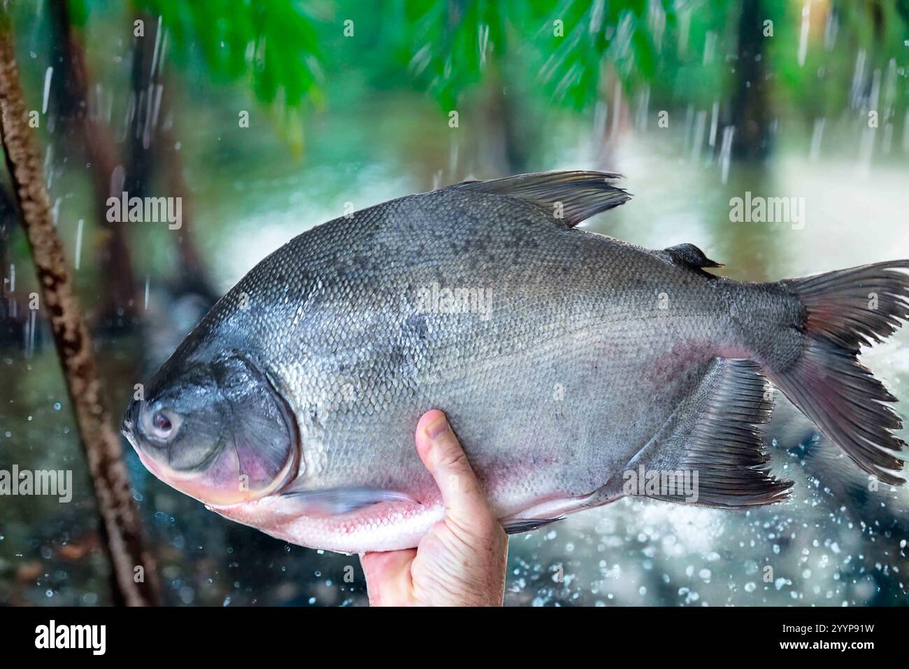 Wild Tambaqui fish Colossoma macropomum traditional Brazilian freshwater fish from the Amazon ...
