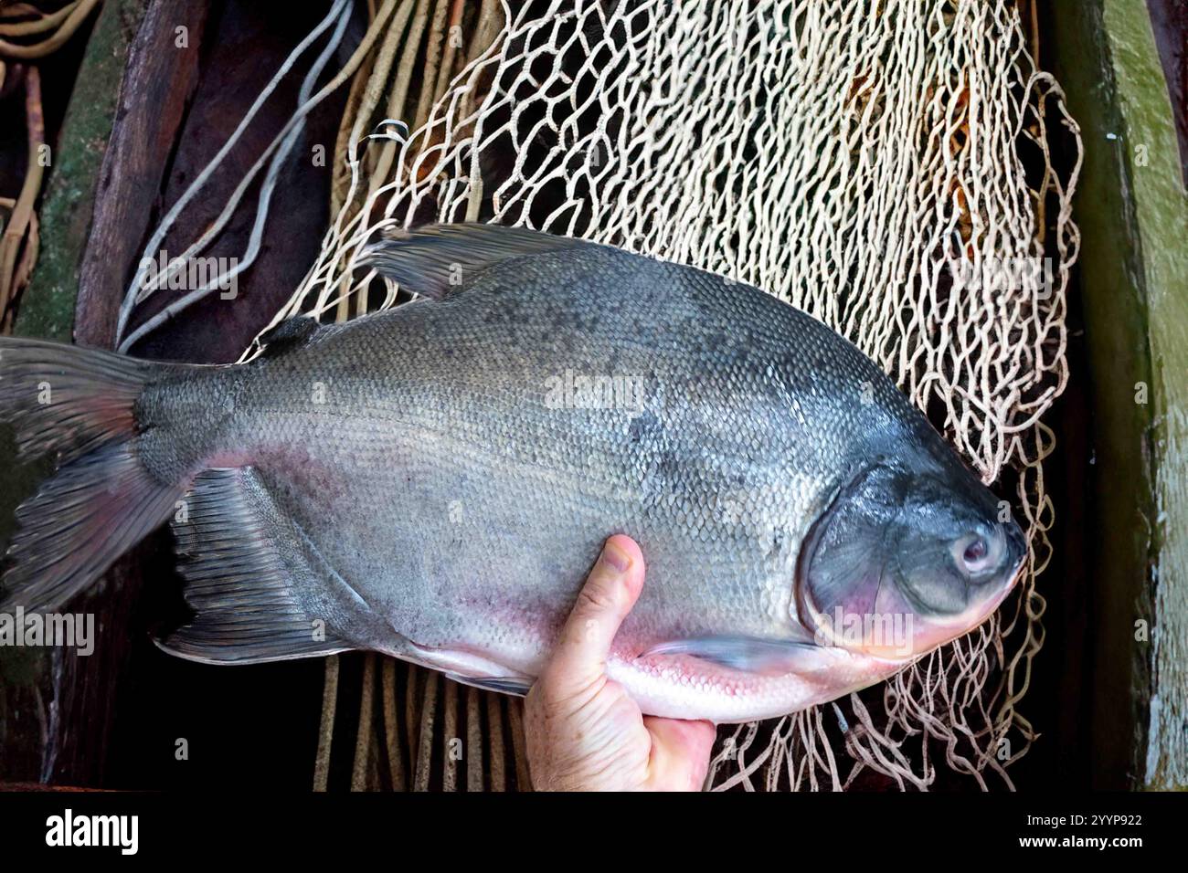 Wild Tambaqui fish Colossoma macropomum traditional Brazilian ...