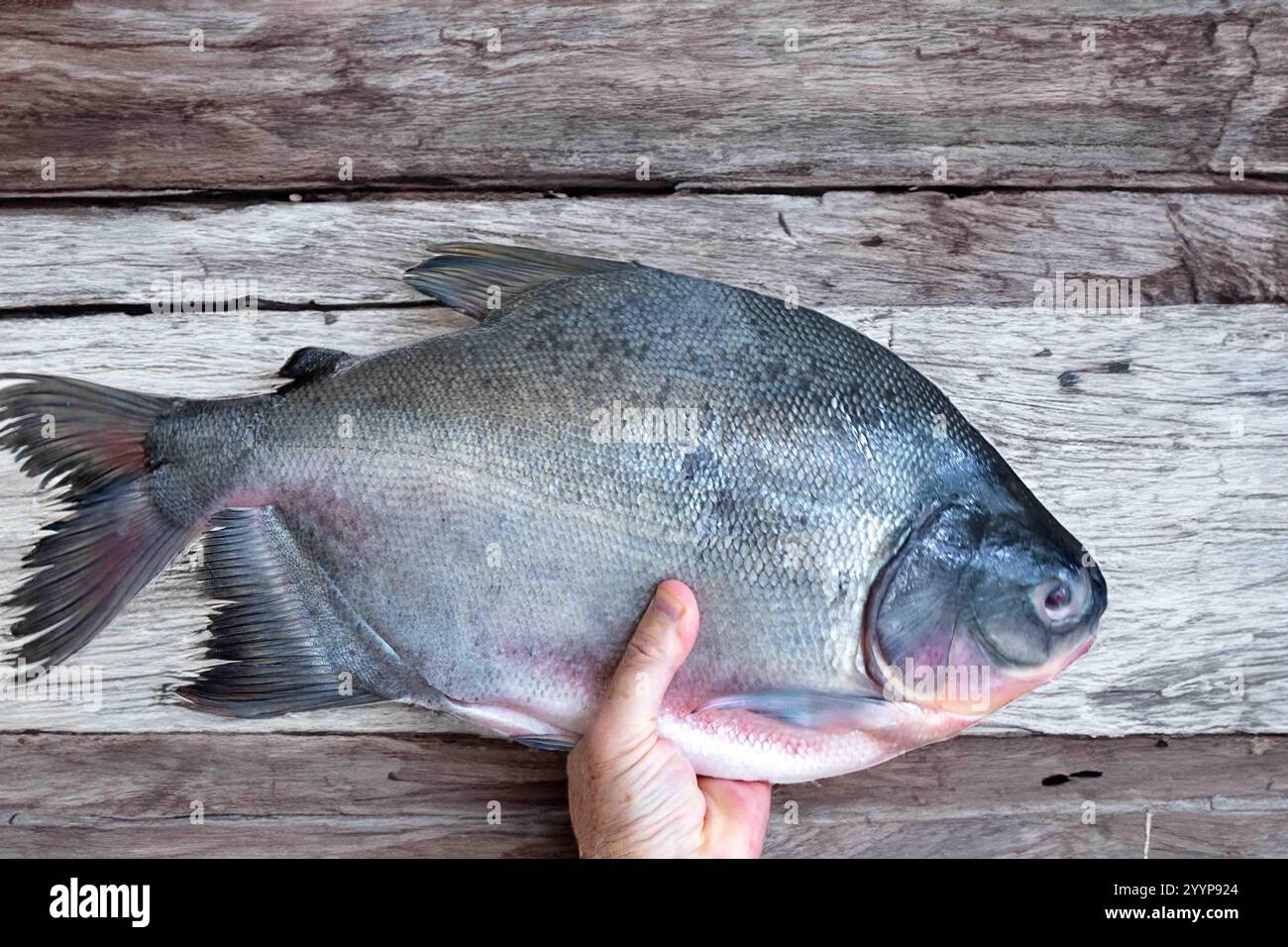 Wild Tambaqui fish Colossoma macropomum traditional Brazilian ...