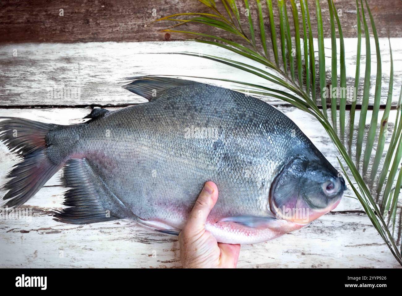 Wild Tambaqui fish Colossoma macropomum traditional Brazilian freshwater fish from the Amazon ...