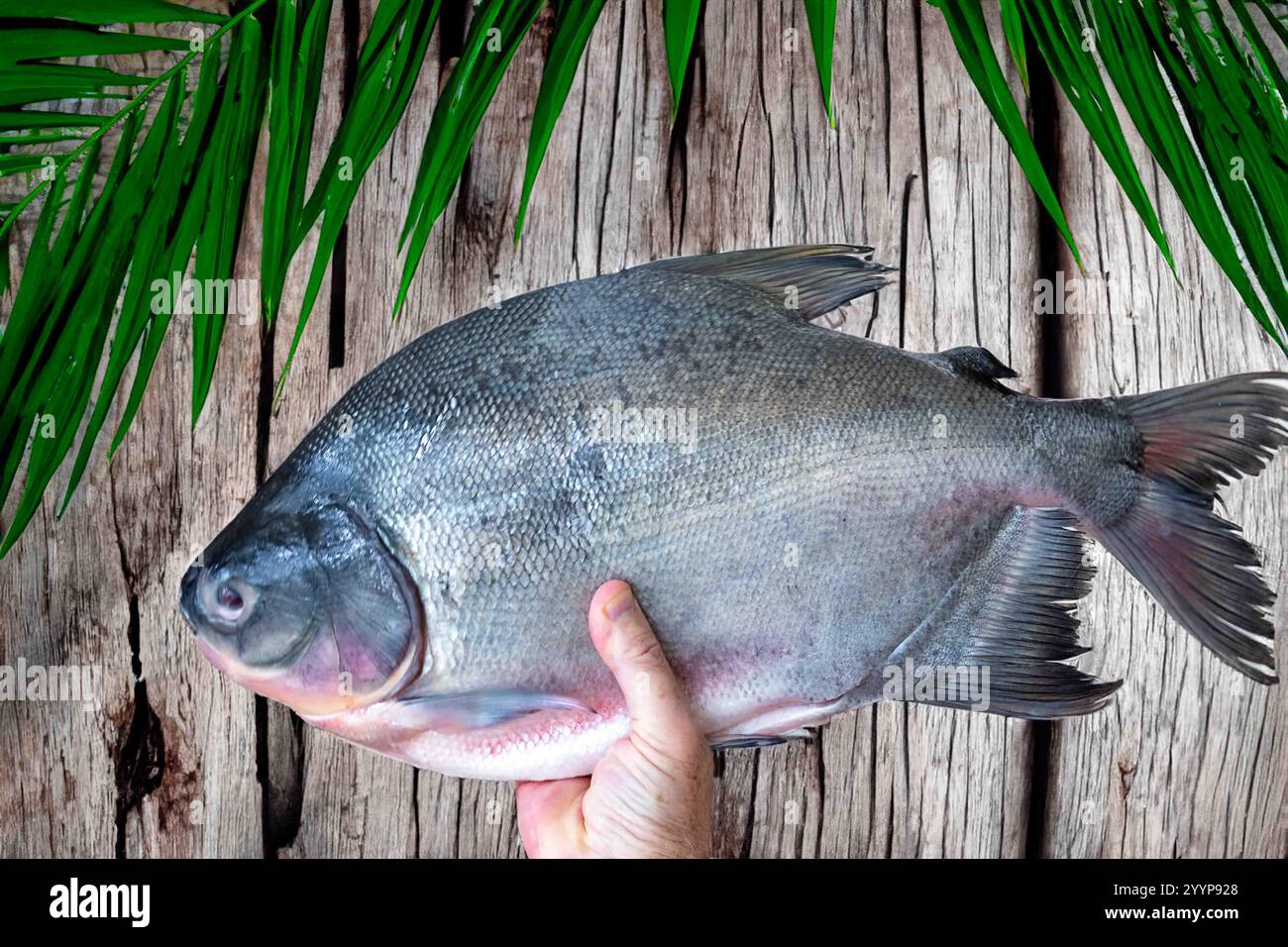Wild Tambaqui fish Colossoma macropomum traditional Brazilian freshwater fish from the Amazon ...