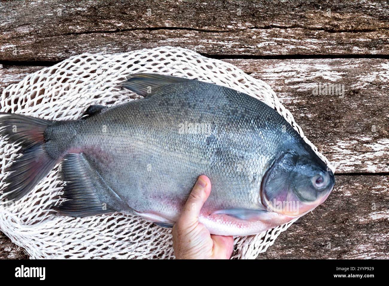 Wild Tambaqui fish Colossoma macropomum traditional Brazilian ...