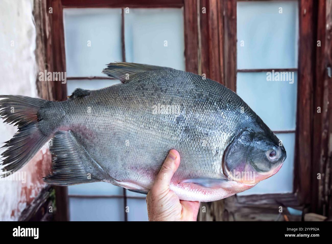 Wild Tambaqui fish Colossoma macropomum traditional Brazilian freshwater fish from the Amazon ...