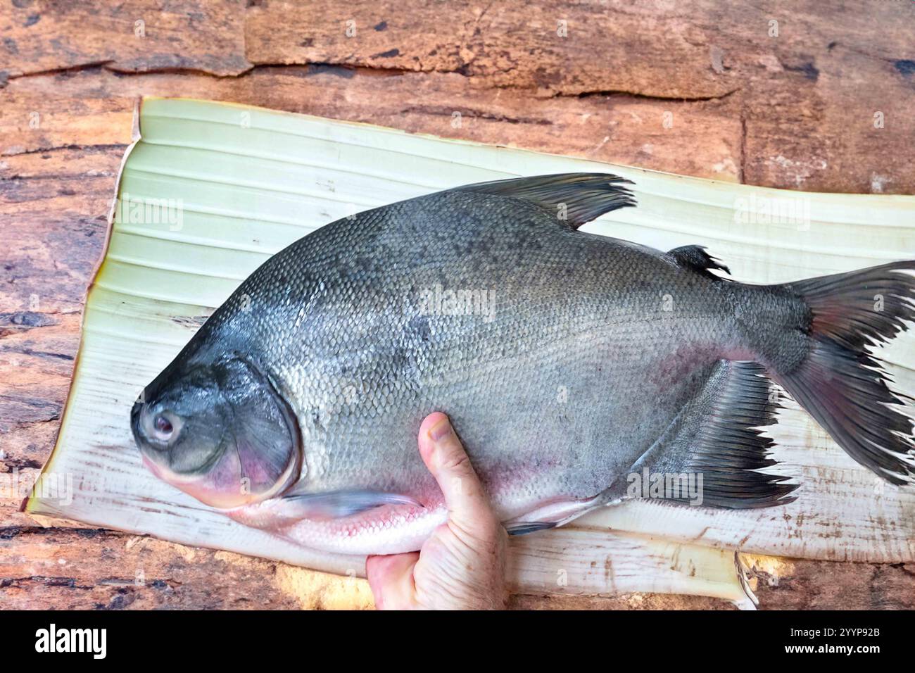 Wild Tambaqui fish Colossoma macropomum traditional Brazilian ...