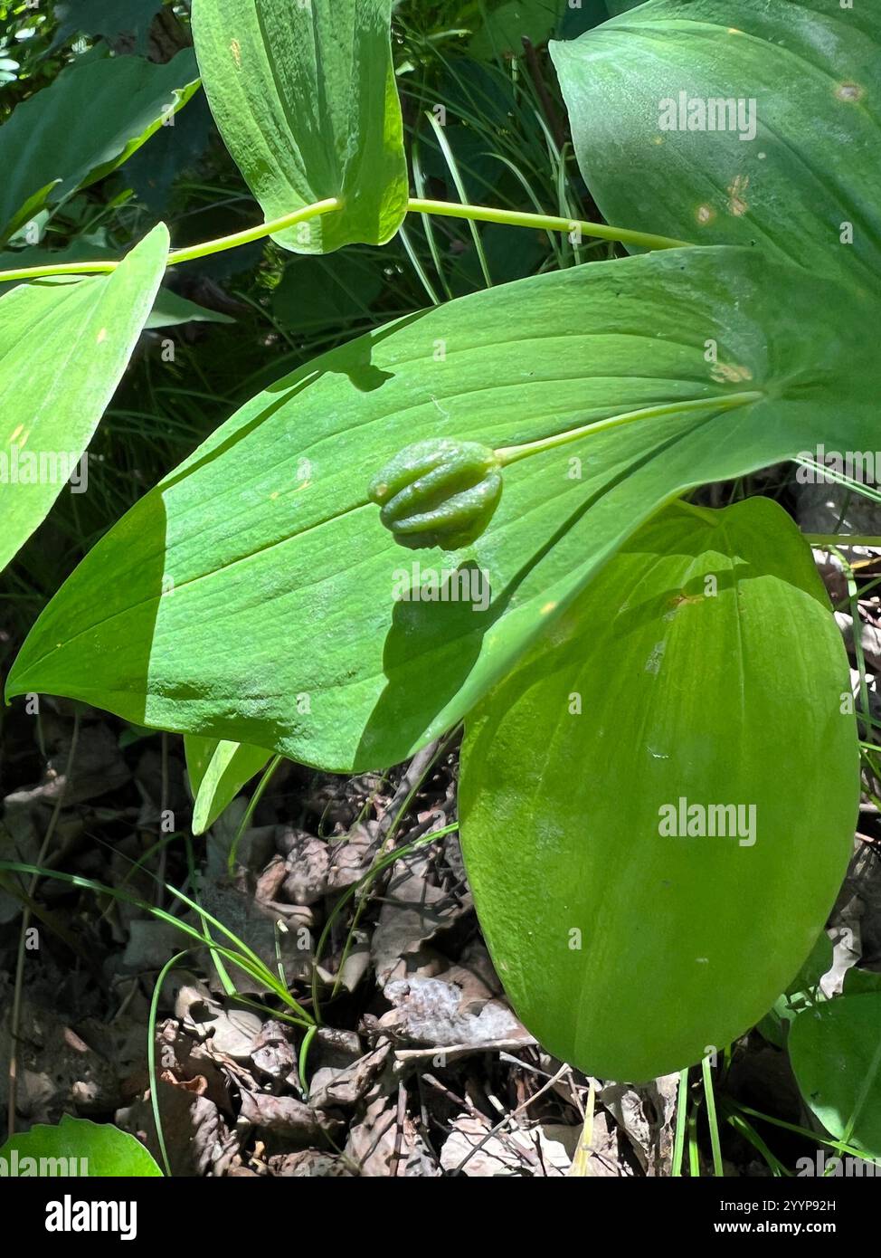 Largeflower hi-res stock photography and images - Alamy