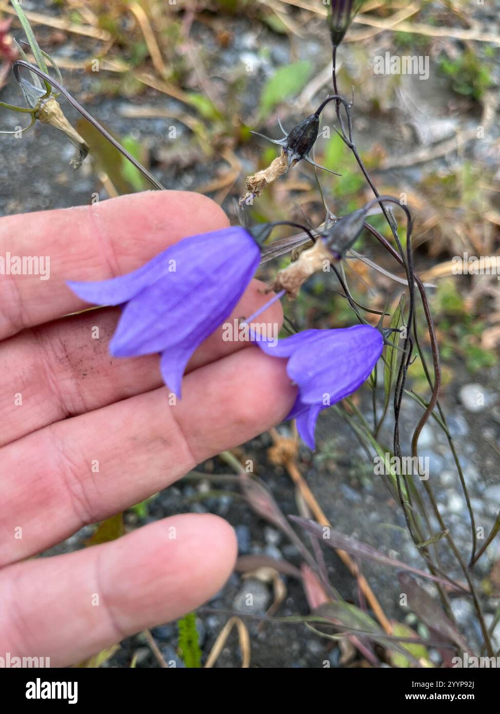 Alaskan bellflower (Campanula alaskana Stock Photo - Alamy Alaskan bellflower (Campanula alaskana Stock Photo - Alamy