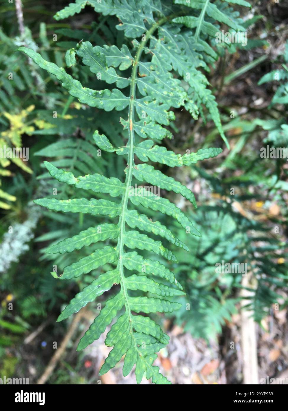 polypody family (Polypodiaceae Stock Photo - Alamy