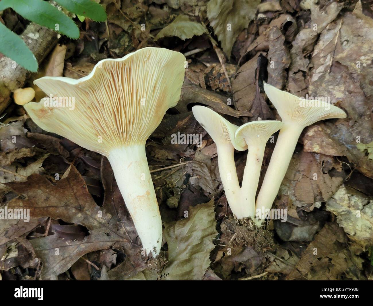 Peppery Milkcap (Lactifluus piperatus Stock Photo - Alamy