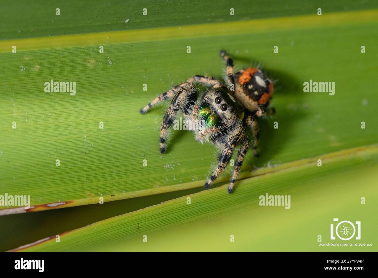 Workman's Jumping Spider (Phidippus workmani Stock Photo - Alamy