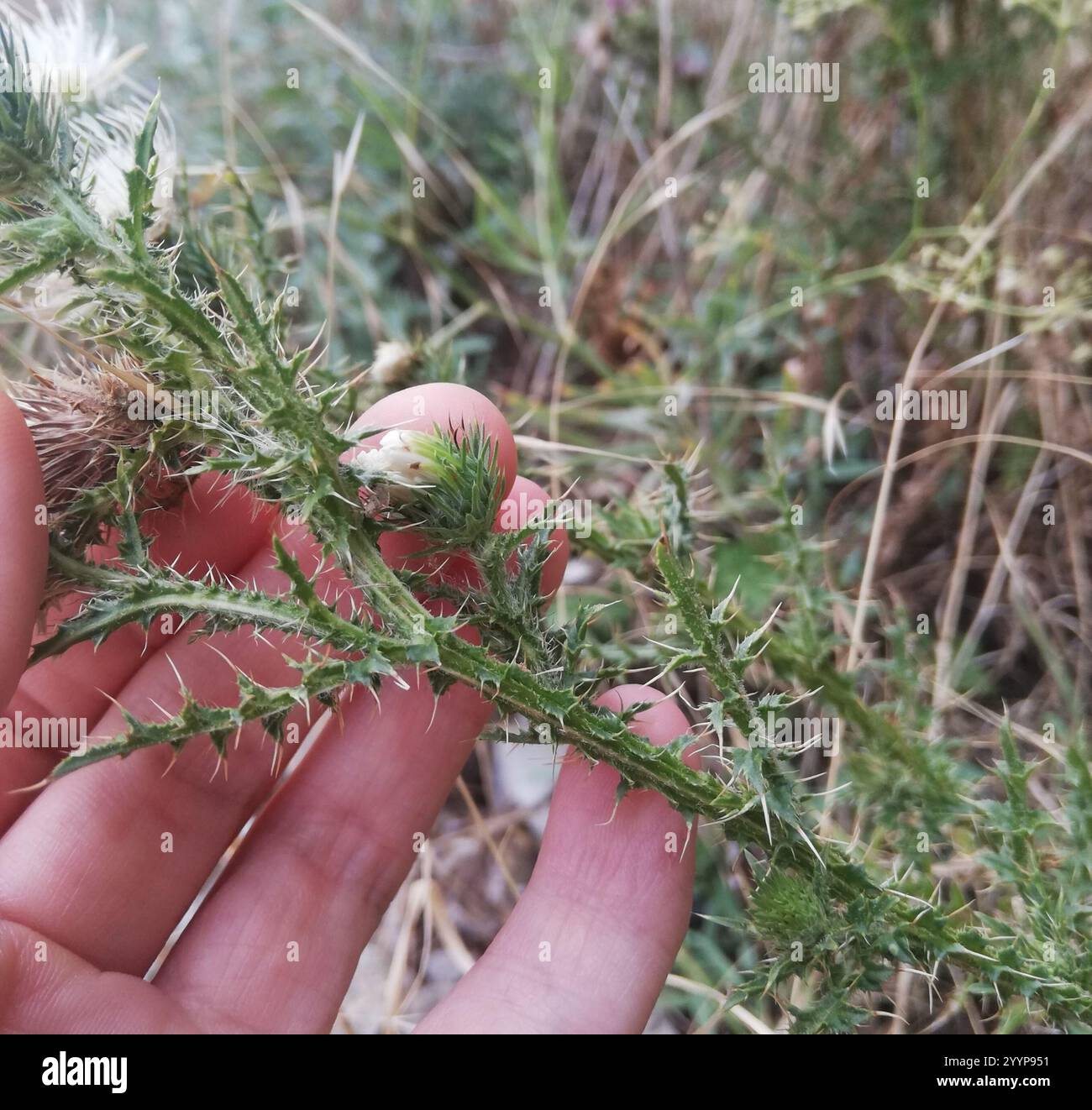 Broad winged thistle hi-res stock photography and images - Alamy
