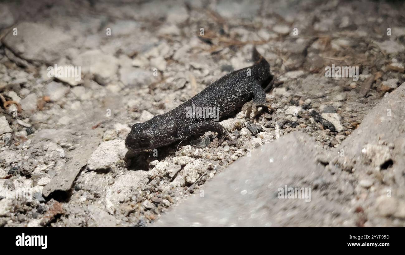Great Crested Newt (Triturus cristatus Stock Photo - Alamy