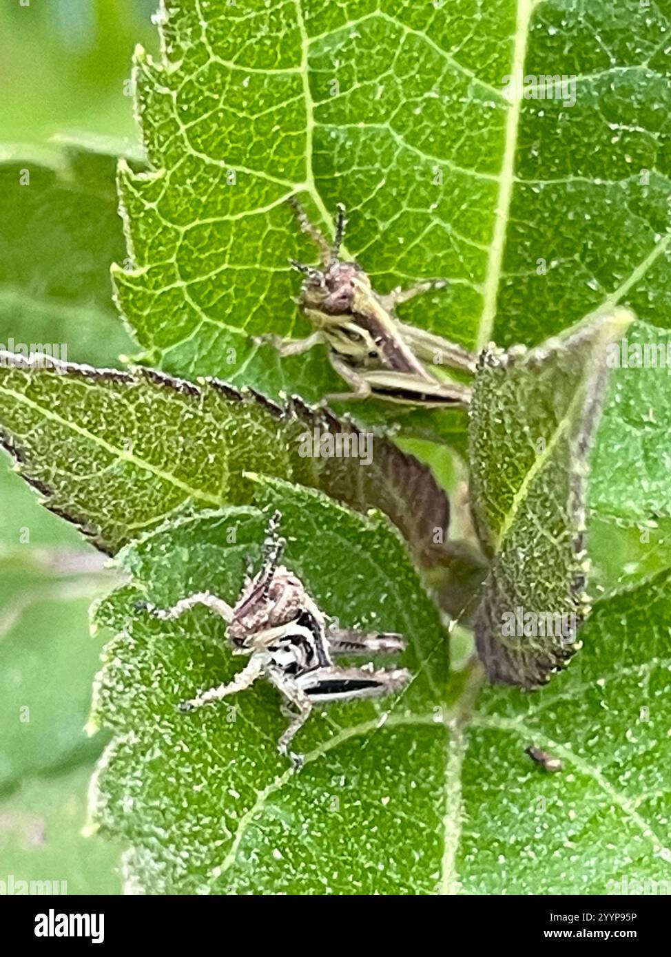 Red-legged Grasshopper (Melanoplus femurrubrum Stock Photo - Alamy