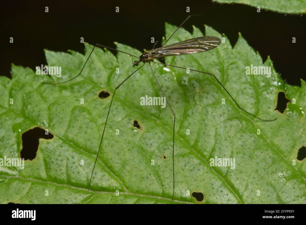 Limoniidae hi-res stock photography and images - Alamy