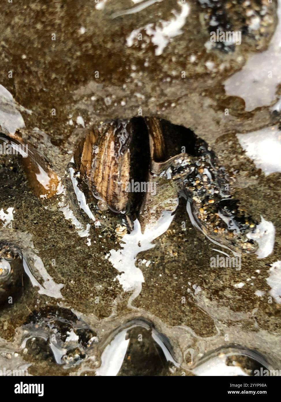 Flat-tip Piddock (Penitella penita Stock Photo - Alamy