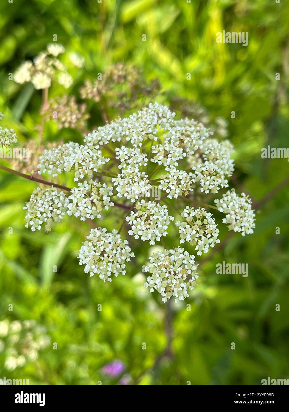 Water hemlocks hi-res stock photography and images - Alamy