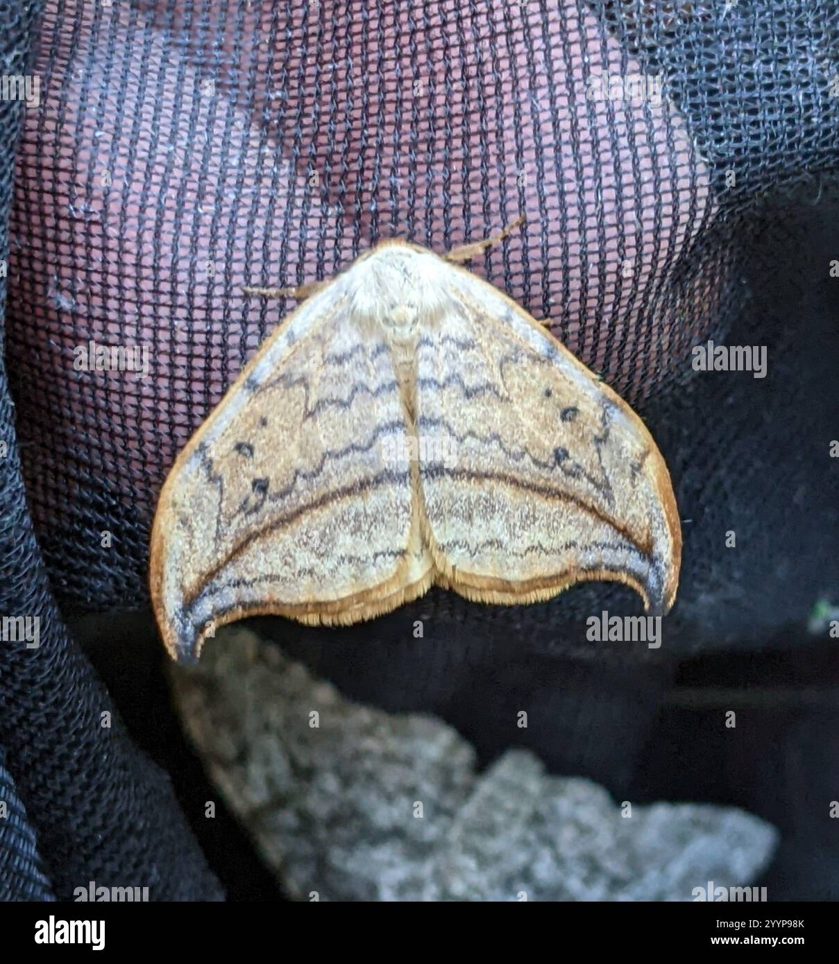 Drepana arcuata hi-res stock photography and images - Alamy