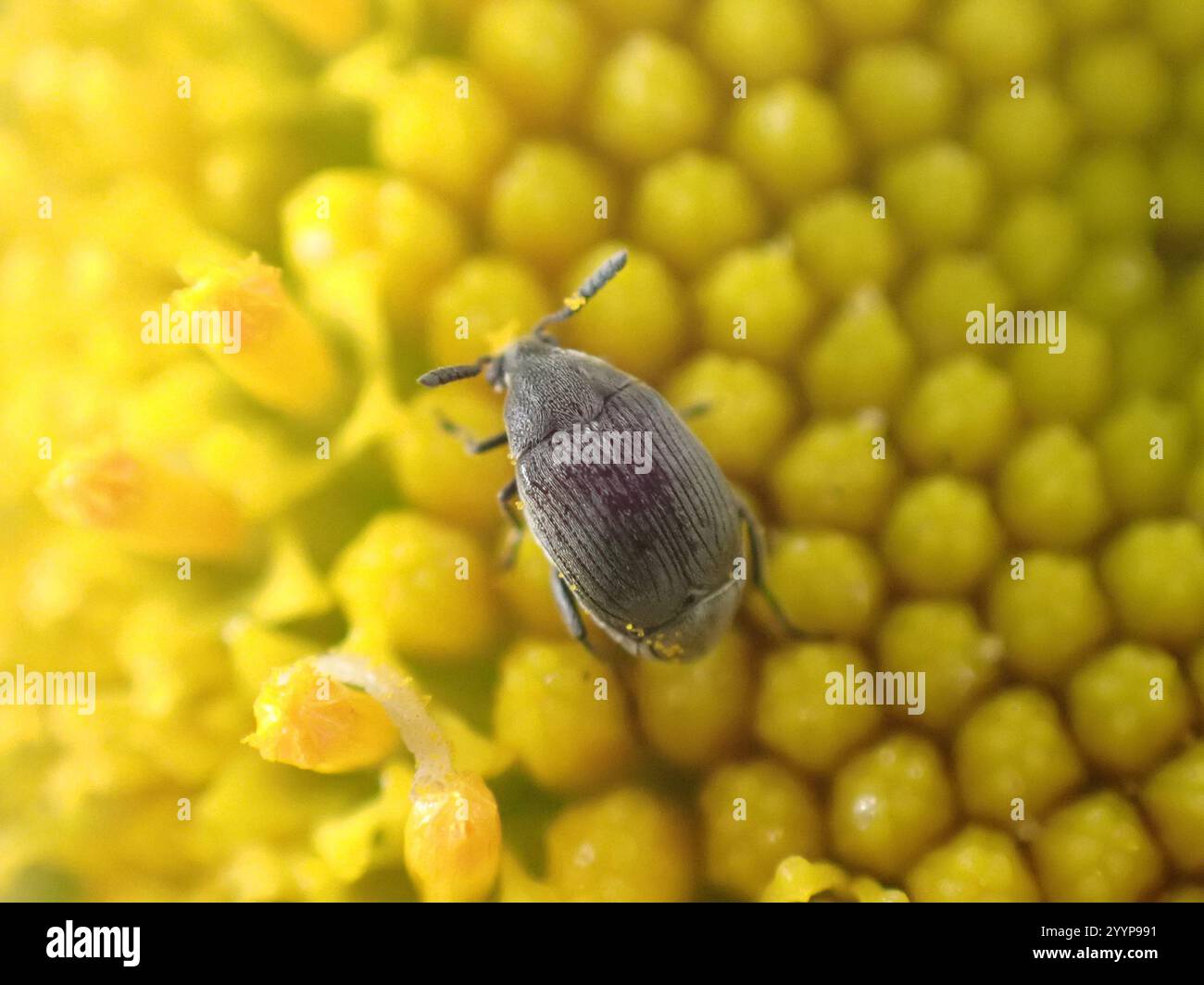 Broom Seed Beetle (Bruchidius villosus Stock Photo - Alamy