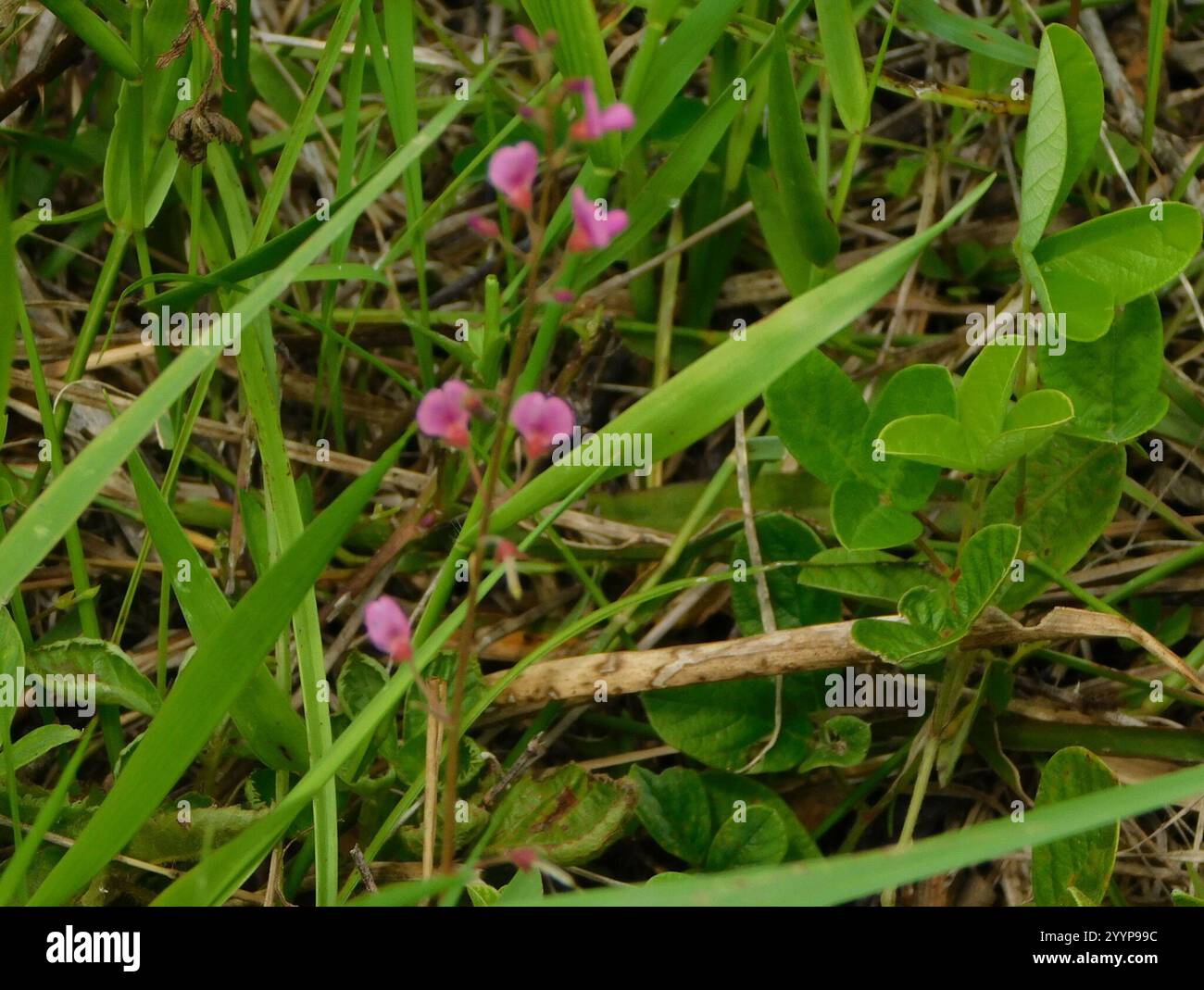 creeping beggarweed (Desmodium incanum Stock Photo - Alamy