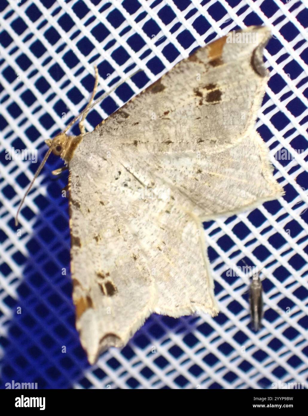 Sharp-angled Peacock Moth (Macaria alternata Stock Photo - Alamy