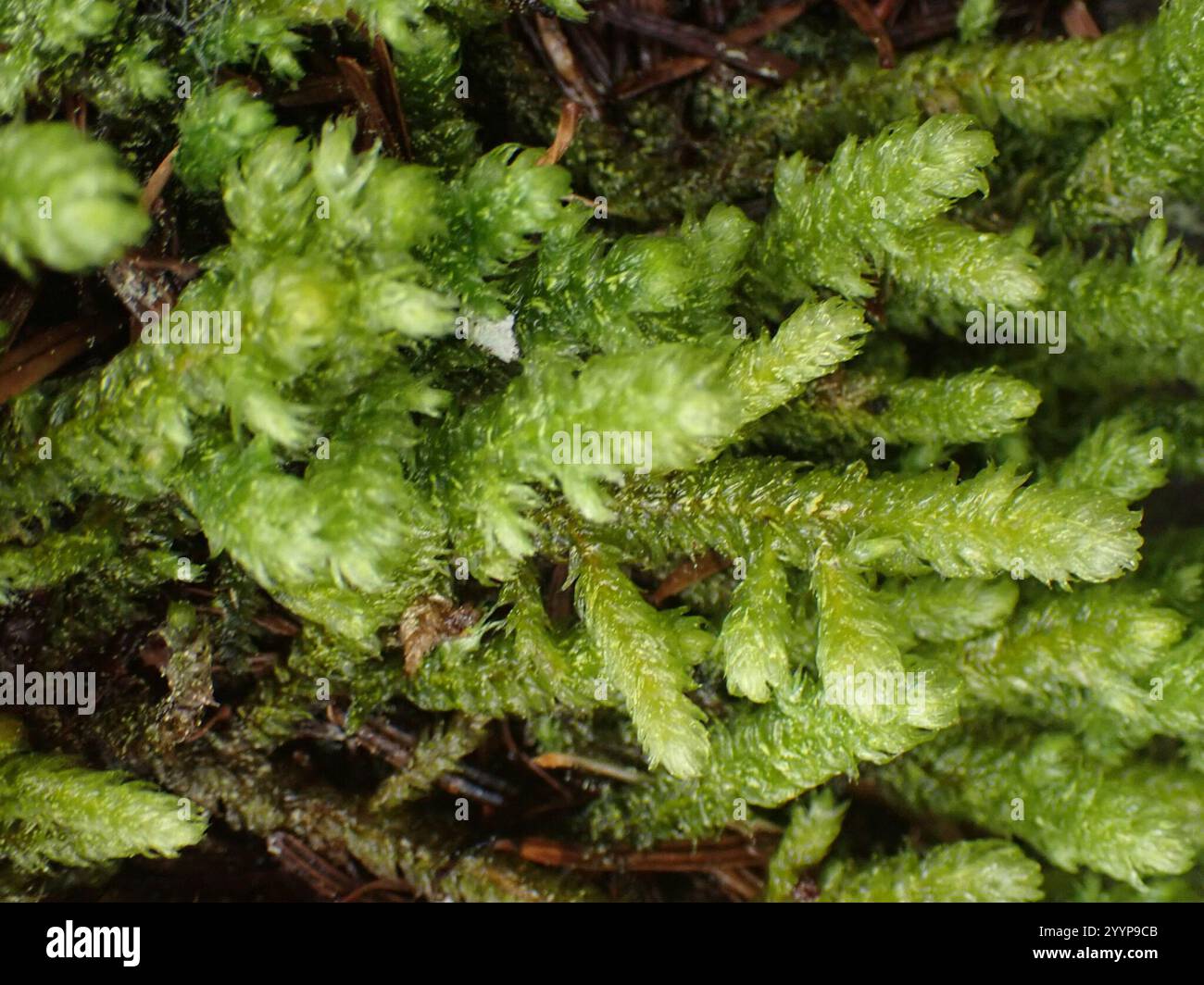 Pipecleaner Moss (Rhytidiopsis robusta Stock Photo - Alamy