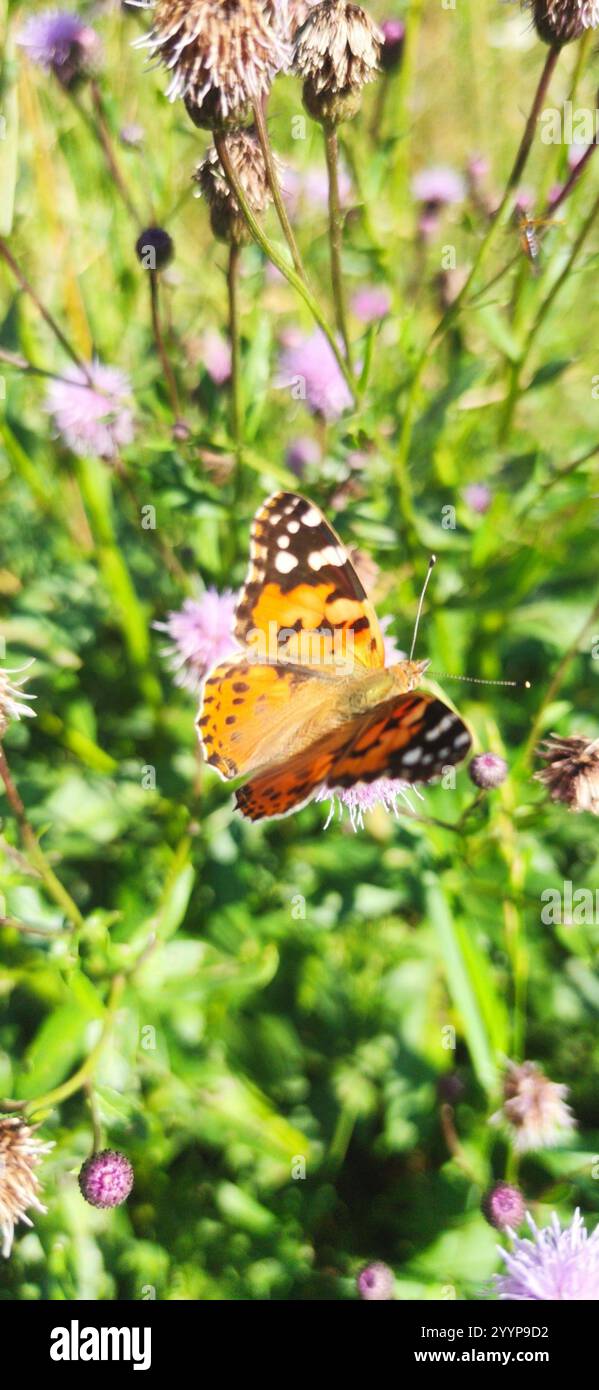 Painted Lady (Vanessa cardui Stock Photo - Alamy